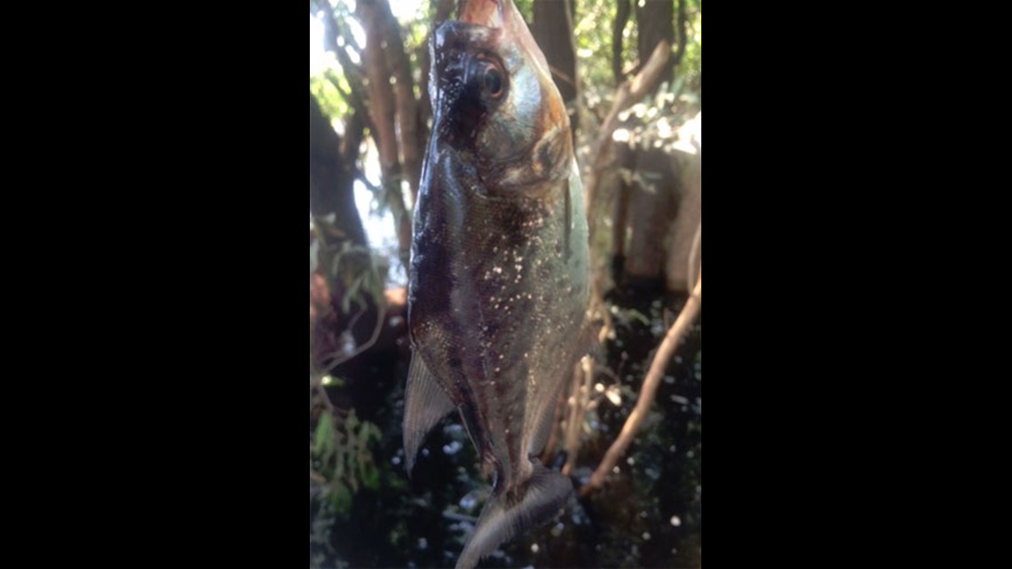Piranha fishing in the Amazon | wthr.com