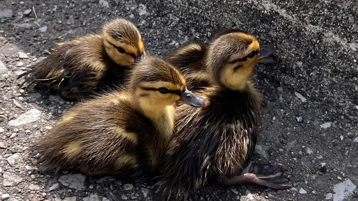 8 ducklings rescued from storm drain in Indianapolis | wthr.com