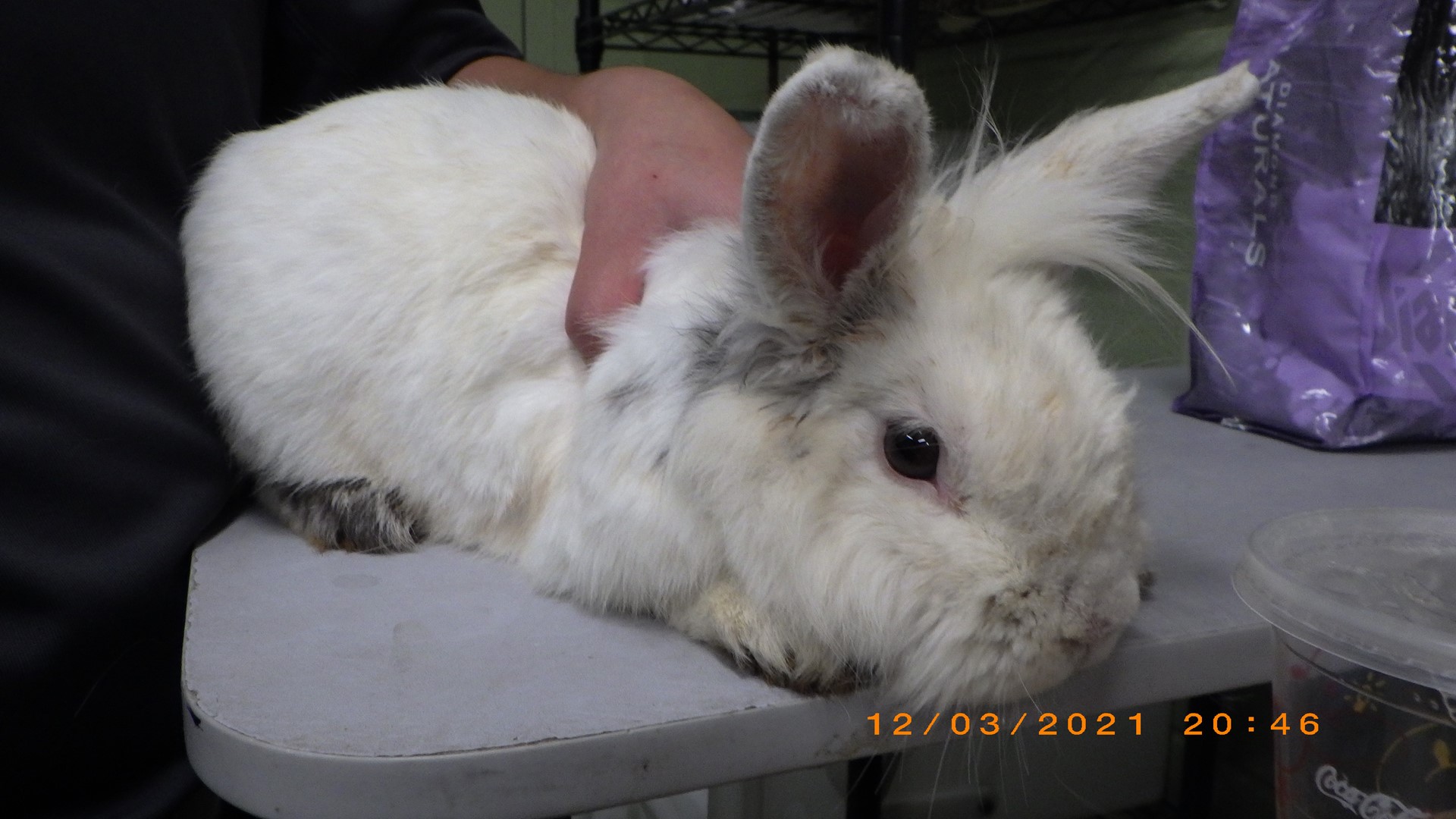 Rabbits dumped and abandoned on Indy's east side | wthr.com