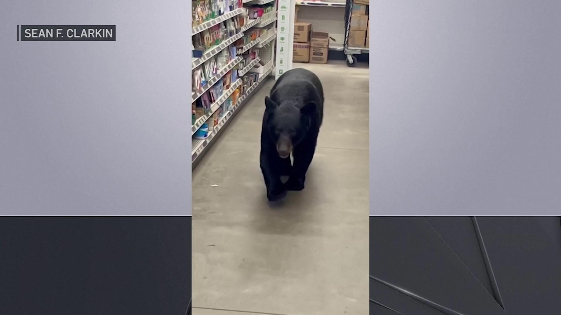 Bear seen walking through New Jersey Dollar General | wthr.com
