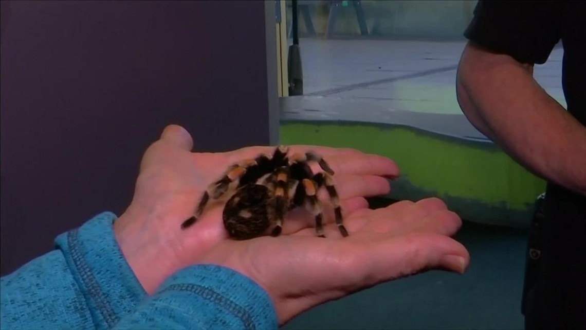 London Zoo celebrates 25 years of the Friendly Spider Program | wthr.com