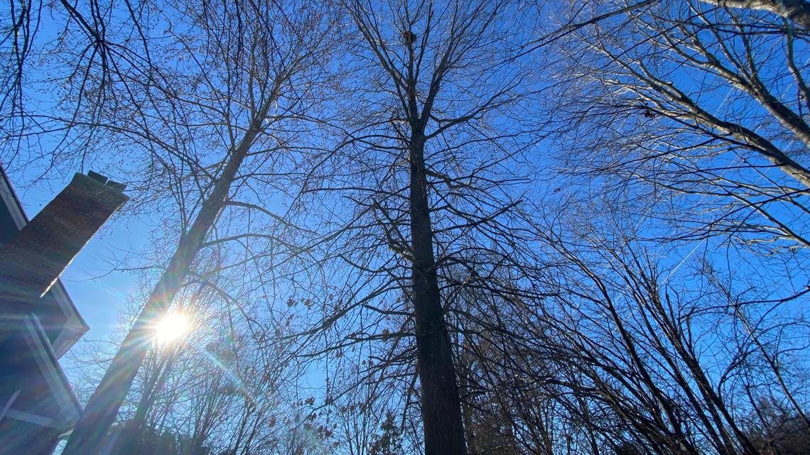 Power companies don't have to pay for trees they cut in easements ...