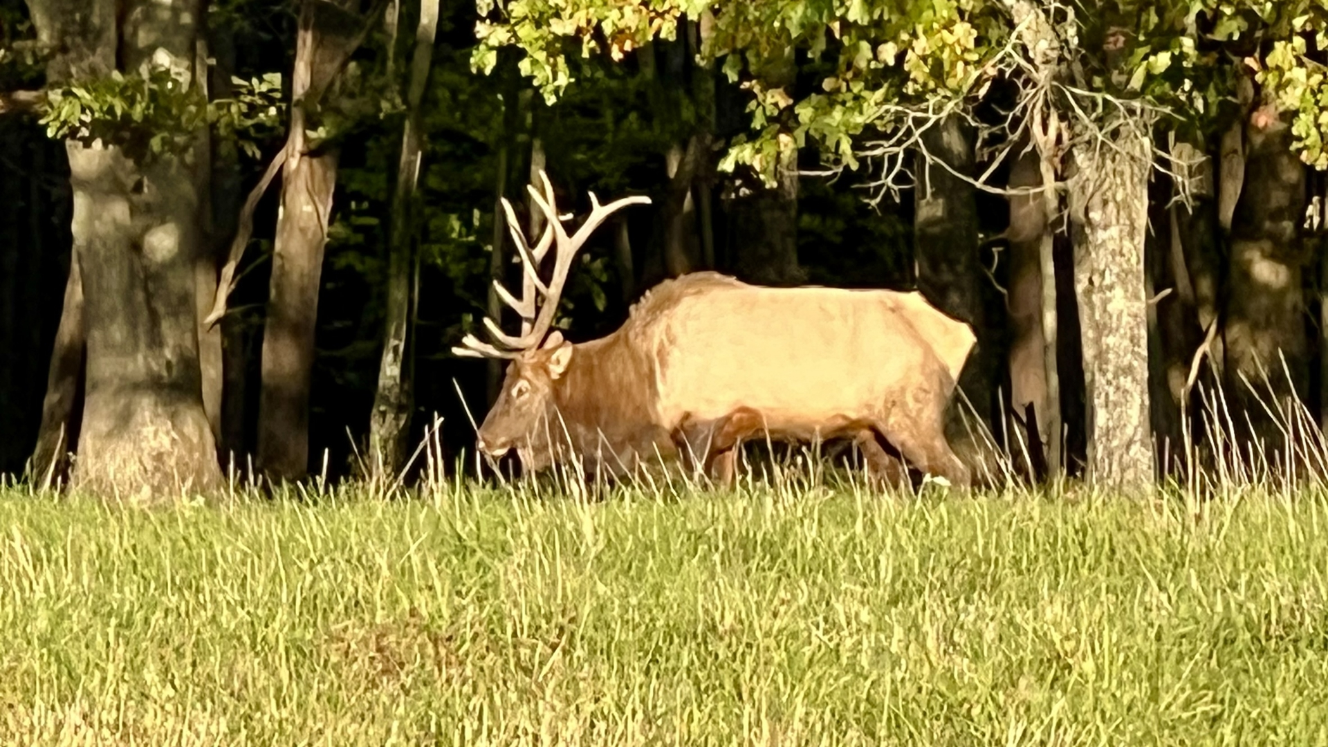 Chuck's Big Adventure: Elk Country in Pennsylvania | wthr.com