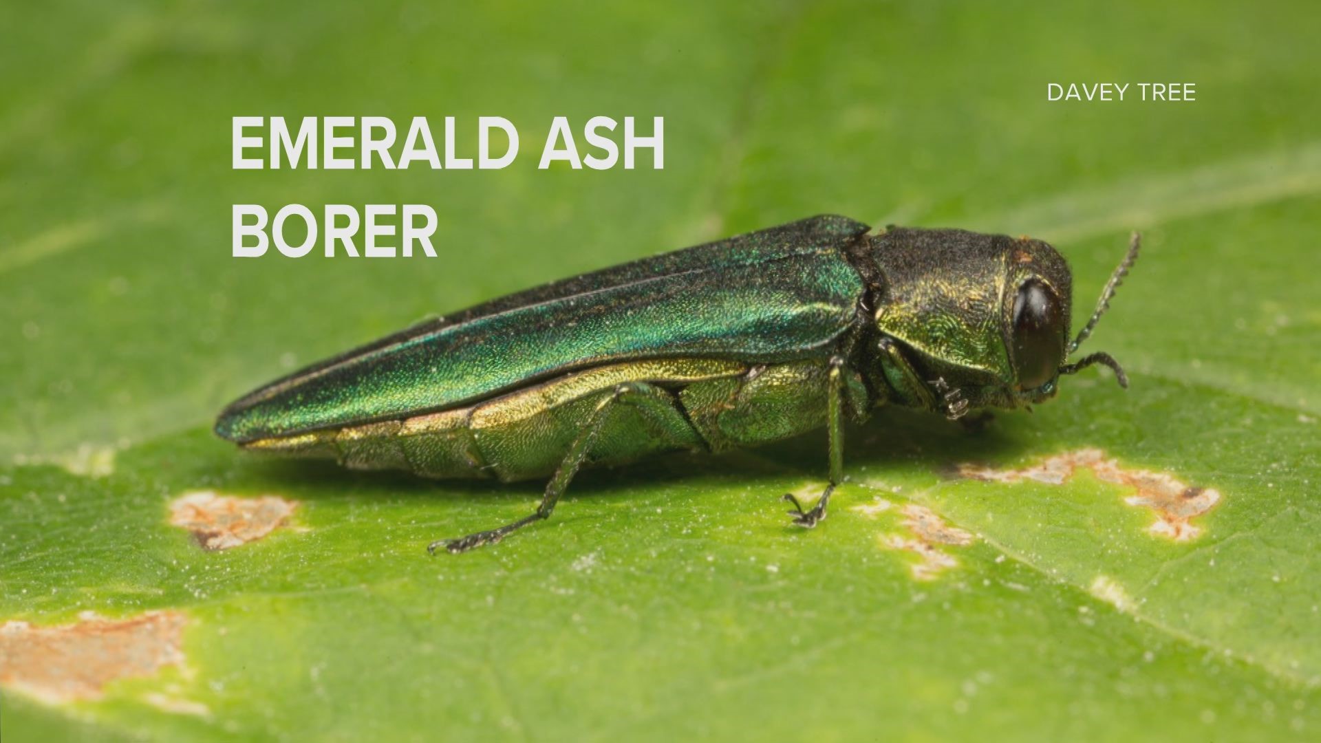 Going Green: Invasive insects and bugs that harm trees | wthr.com