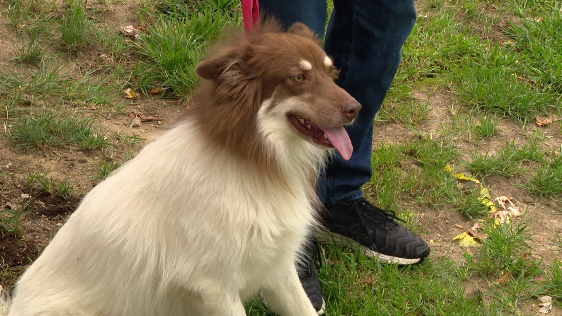 Tails and Trails rescue works to save most vulnerable dogs | wthr.com