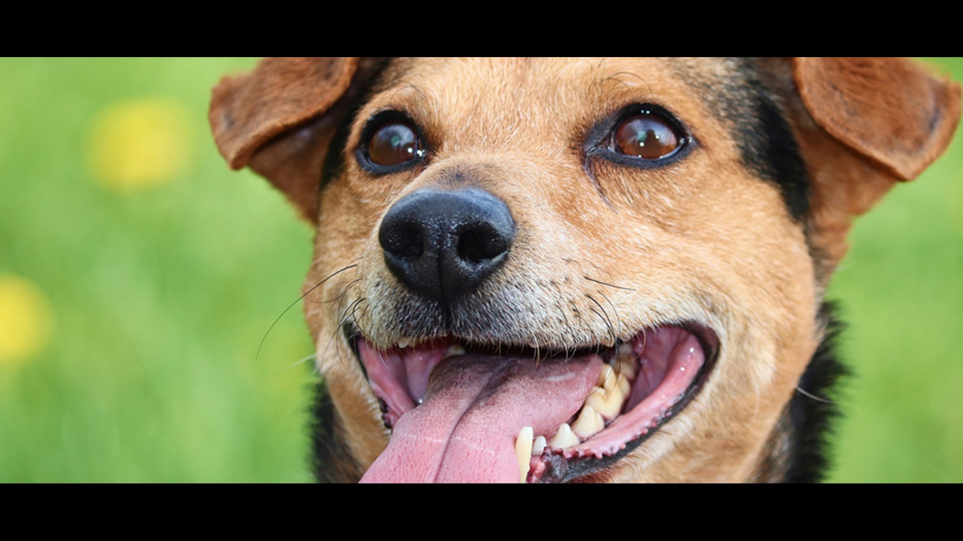 Take your dog to the Indy Humane Mutt Strut at IMS | wthr.com