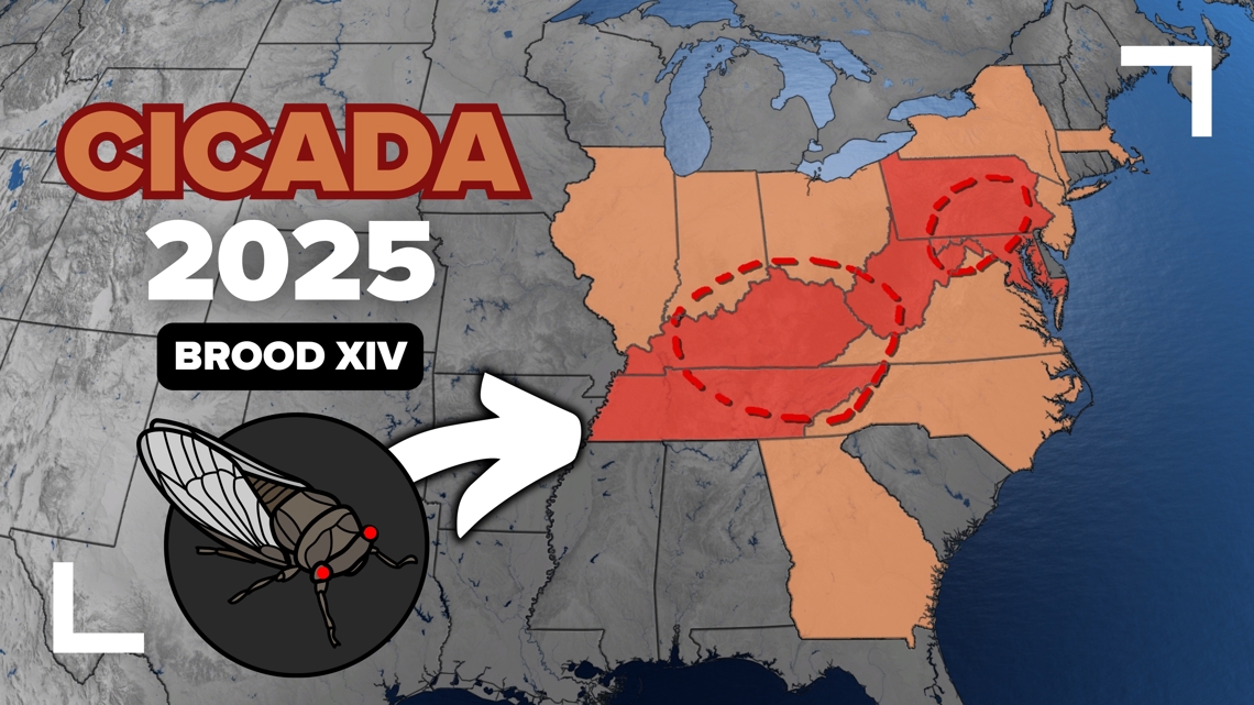 See where brood 14 cicadas will emerge across the U.S. this spring 2025 ...