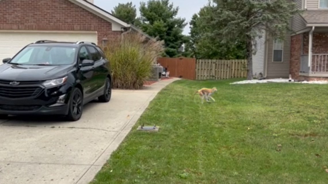 WATCH: Monkey sighting Thursday morning | wthr.com