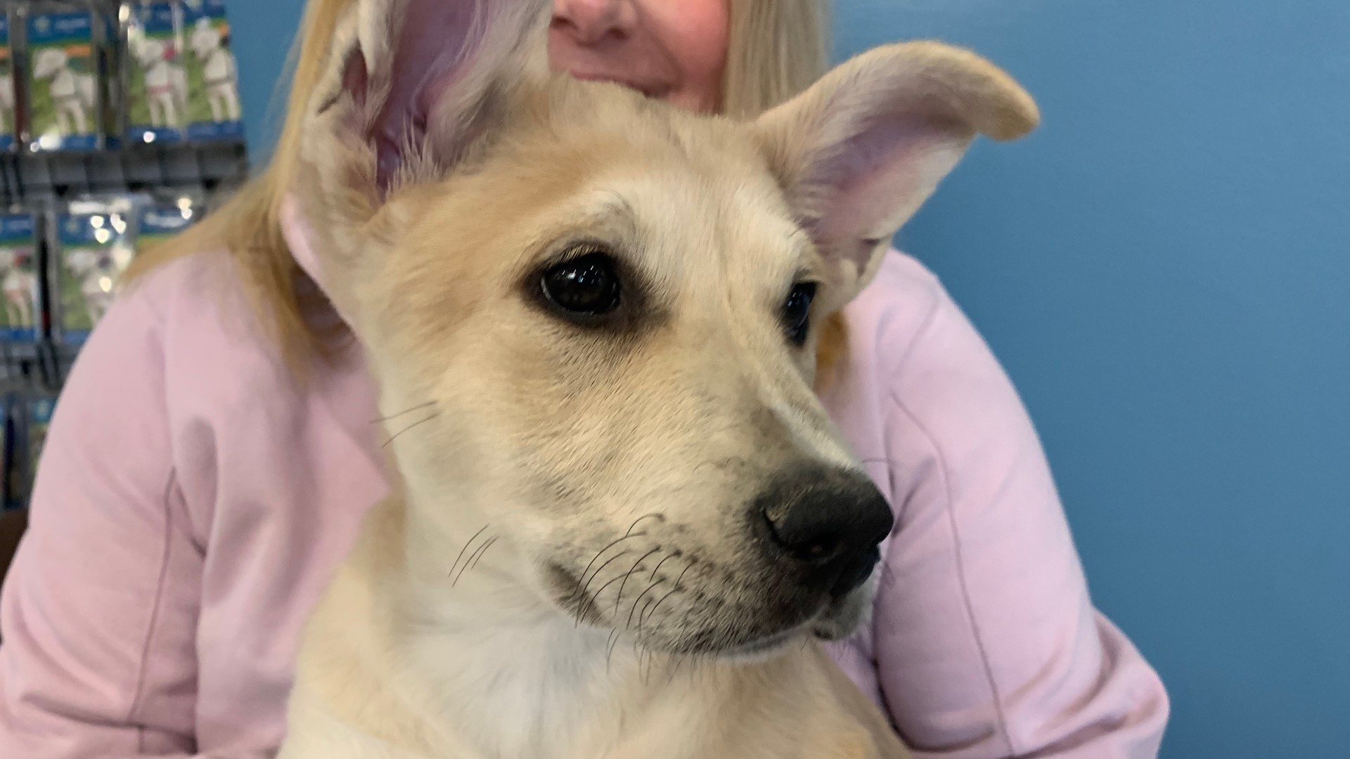 IndyHumane dog in Puppy Bowl finds forever home | wthr.com