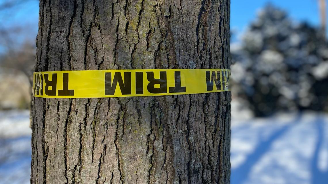 Power companies don't have to pay for trees they cut in easements ...