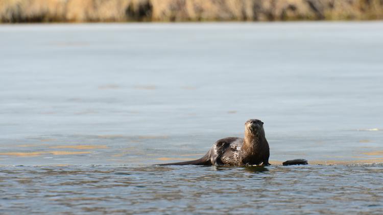 Tracker finds signs of river otters at Eagle Creek Park for first time ...