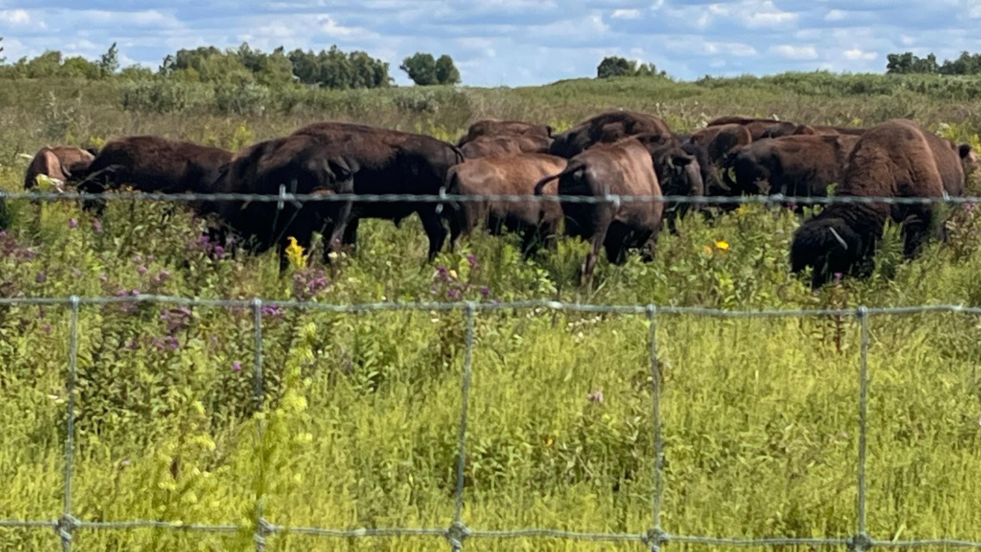 IU grad brings real bison back to Indiana as university welcomes back ...