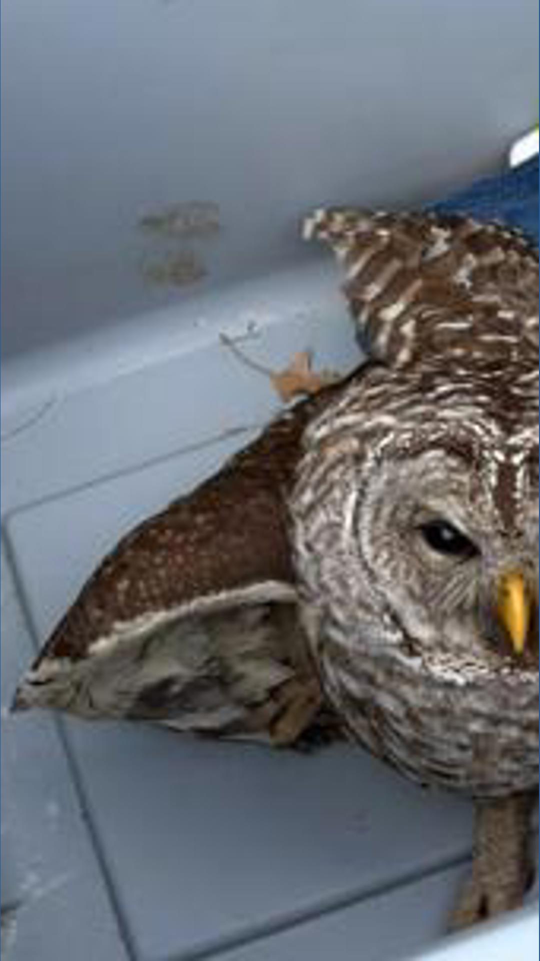 IMPD officers help rescue injured owl on Indianapolis interstate | wthr.com