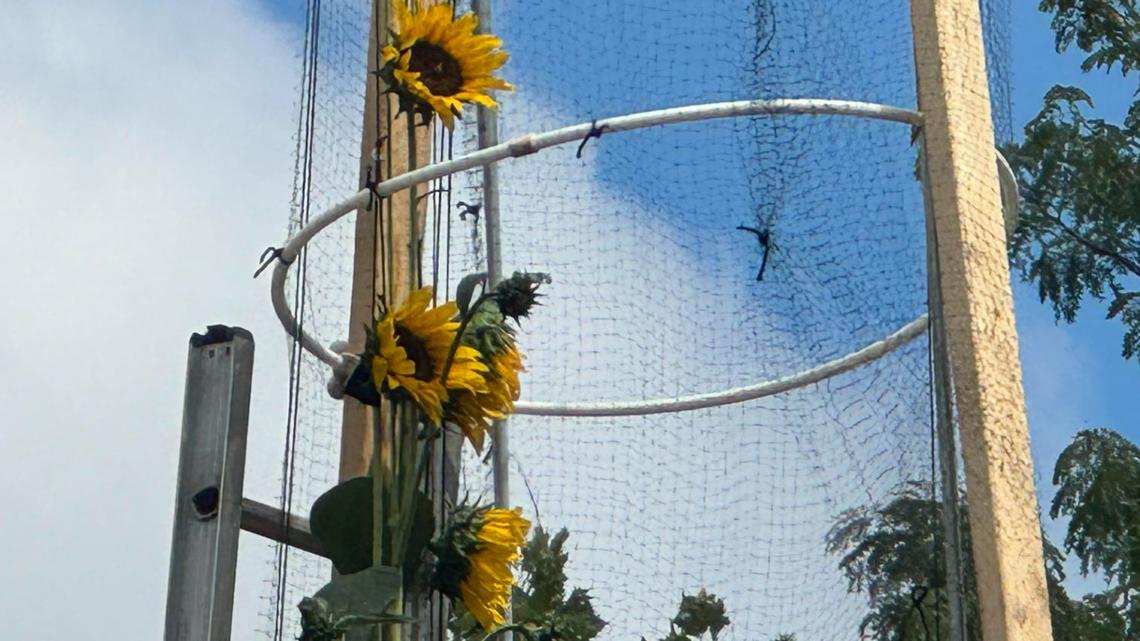 Tallest ever sunflower is growing in Indiana | wthr.com