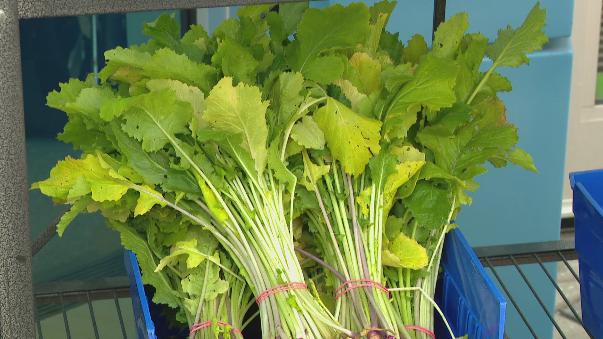 Feeding Indianapolis residents healthy food through the "Food in ...