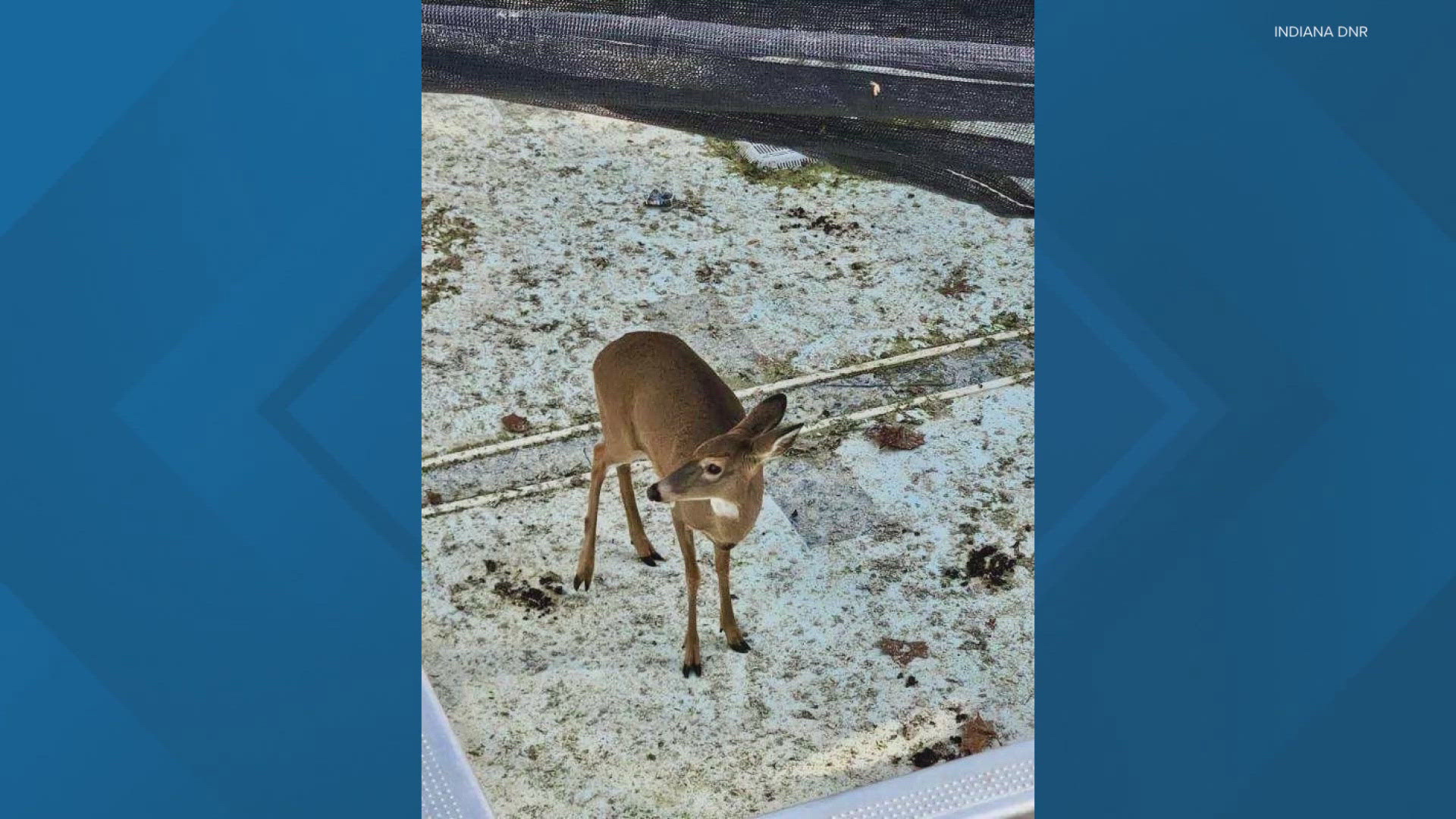 Deer rescued after falling through pool safety net at Holiday World ...