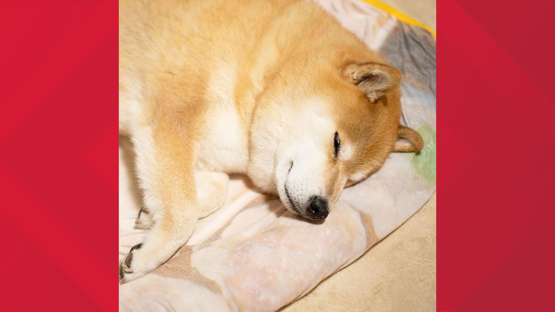 Maru: The forgotten dog now loved by millions | wthr.com