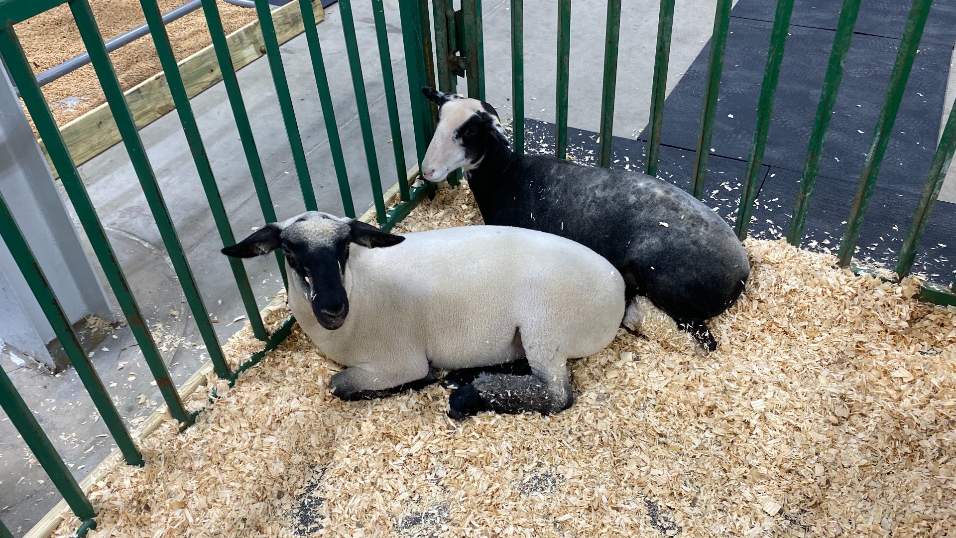 More than 830K attend 2022 Indiana State Fair | wthr.com