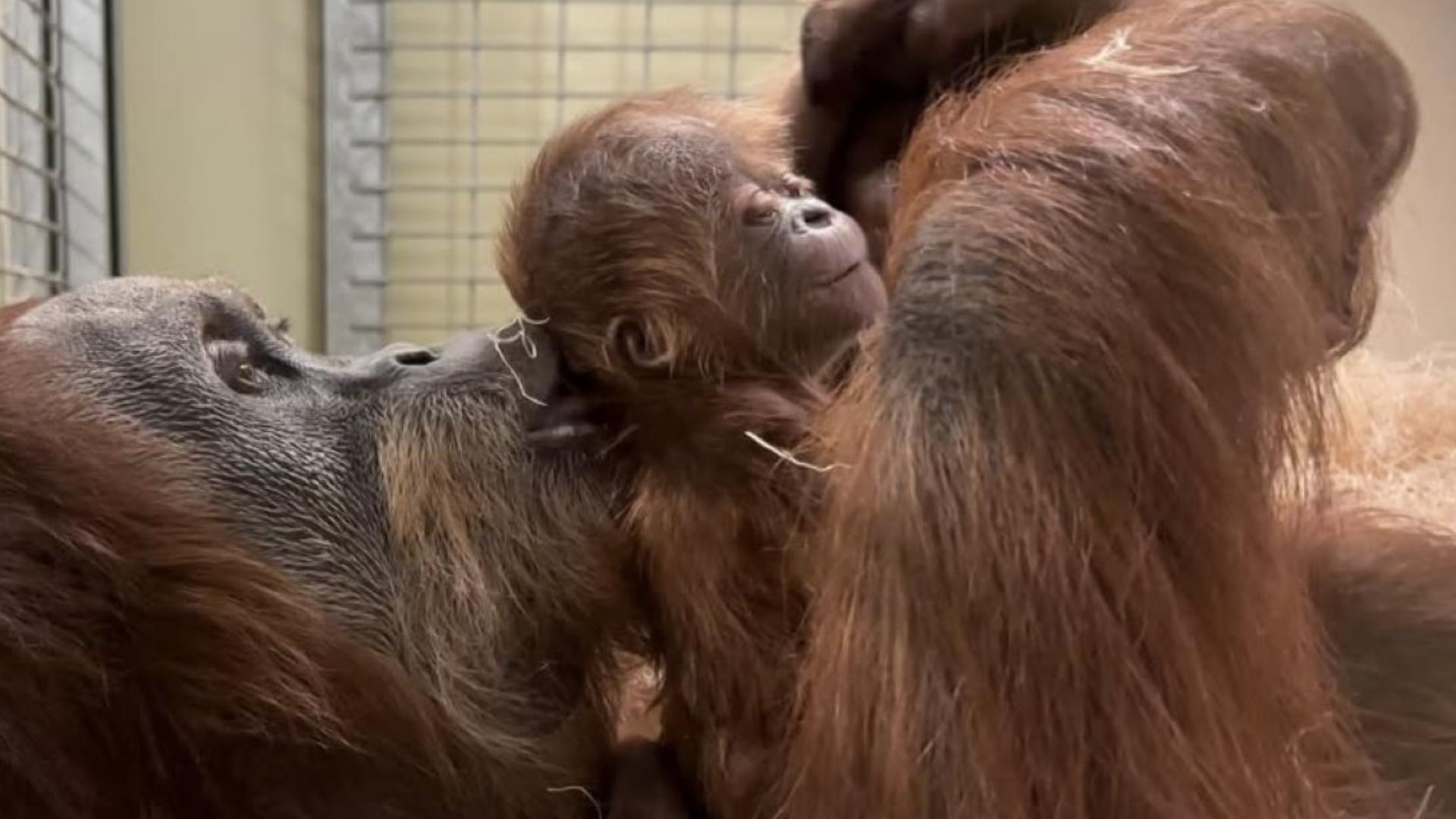 Indy Zoo announces name of baby orangutan | wthr.com