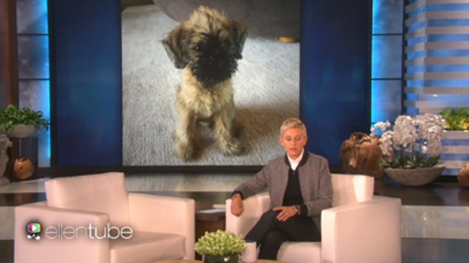 WATCH: Ellen DeGeneres has a new puppy and its name is "Kid" | wthr.com