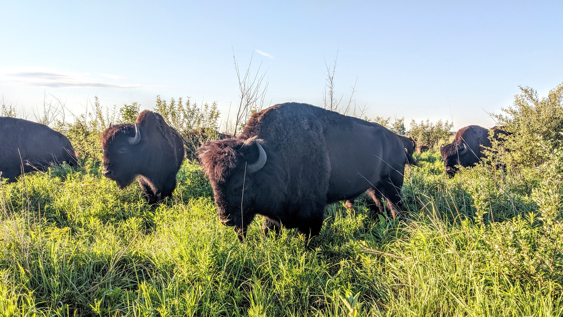 Bison play crucial role in prairie conservation | wthr.com