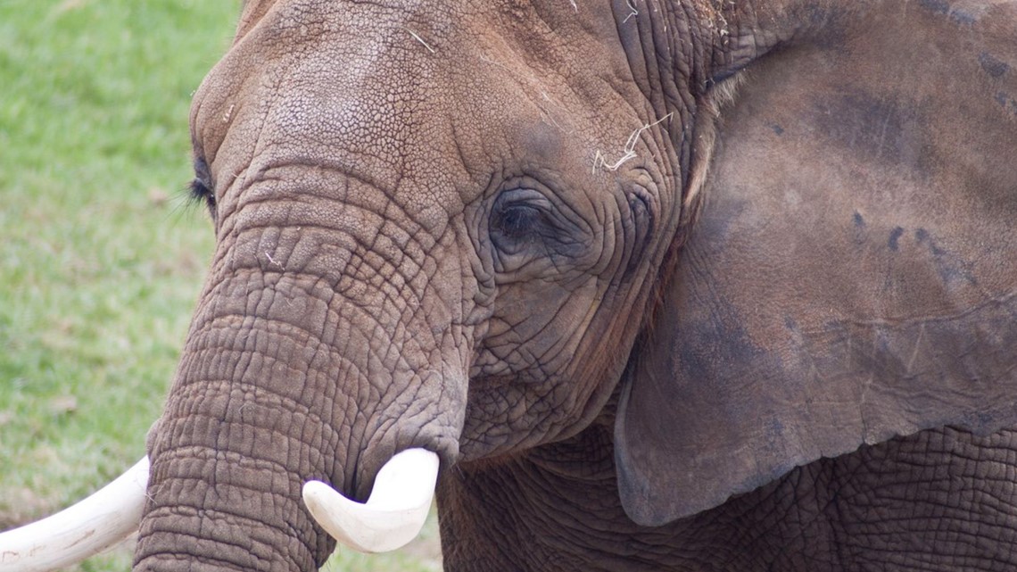 Indianapolis Zoo grieving loss of elephant matriarch | wthr.com