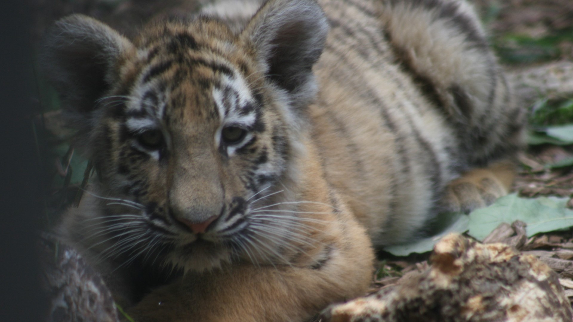 Zoo announces death of tiger cub Nicolas | wthr.com