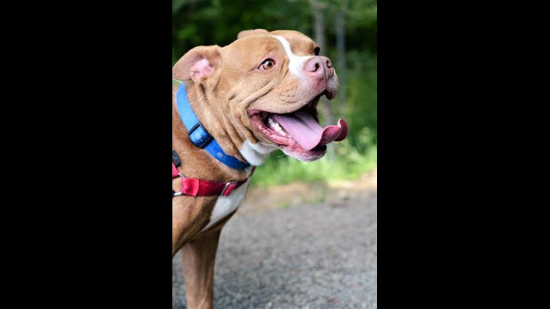 Humane Society of Indianapolis | wthr.com