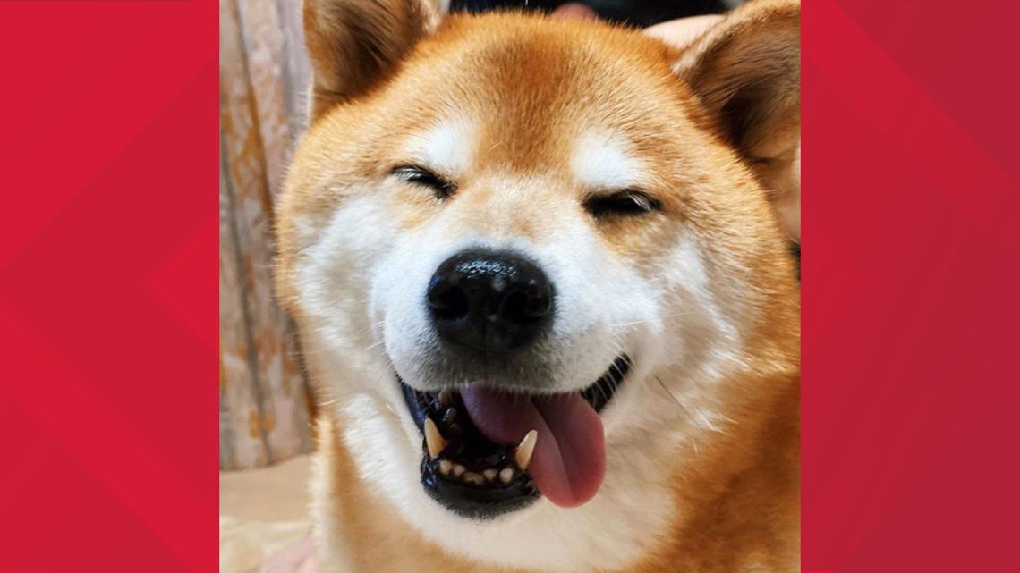 Maru: The forgotten dog now loved by millions | wthr.com