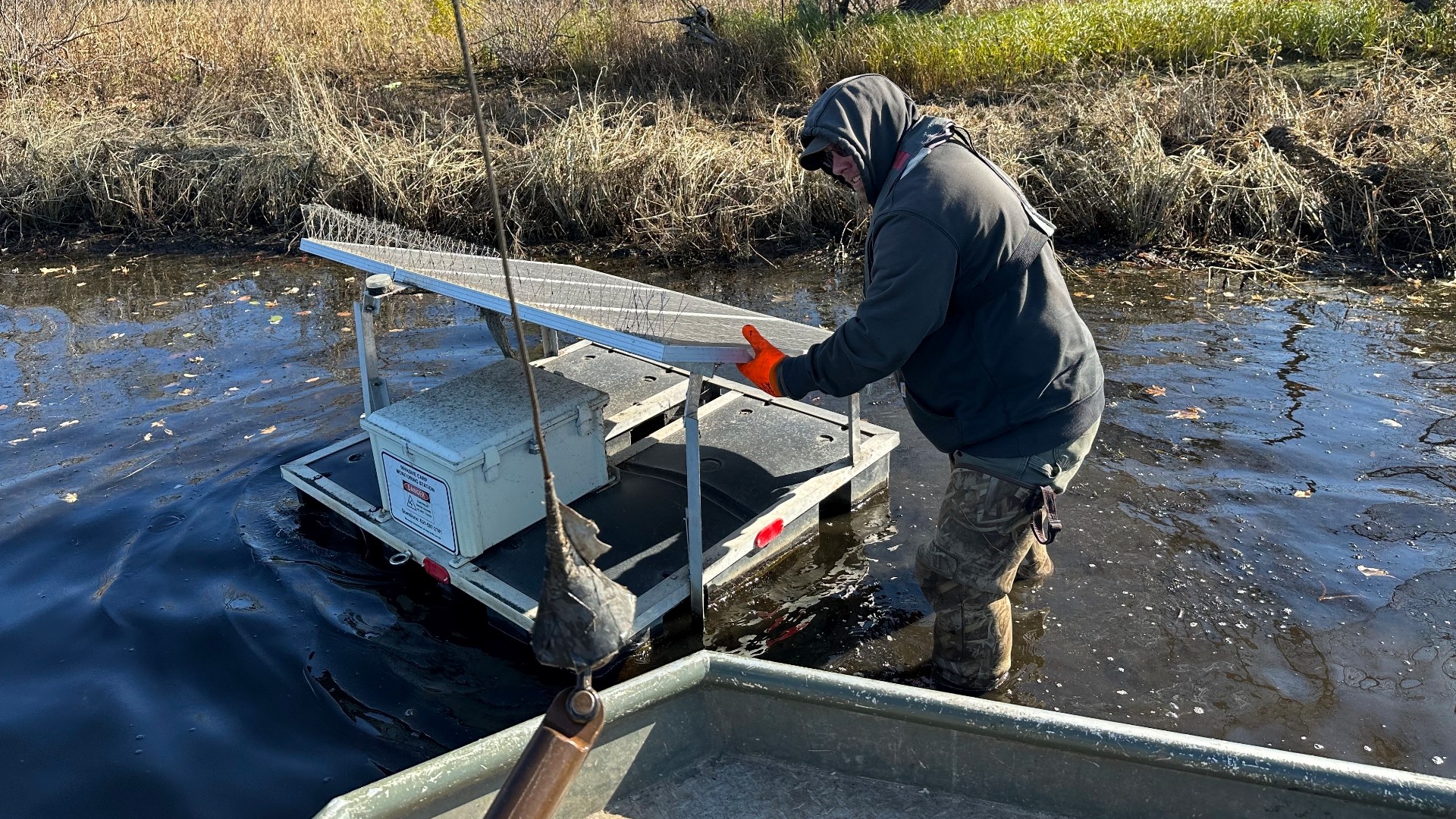 Scientists turn invasive carp into traitors to slow their push | wthr.com