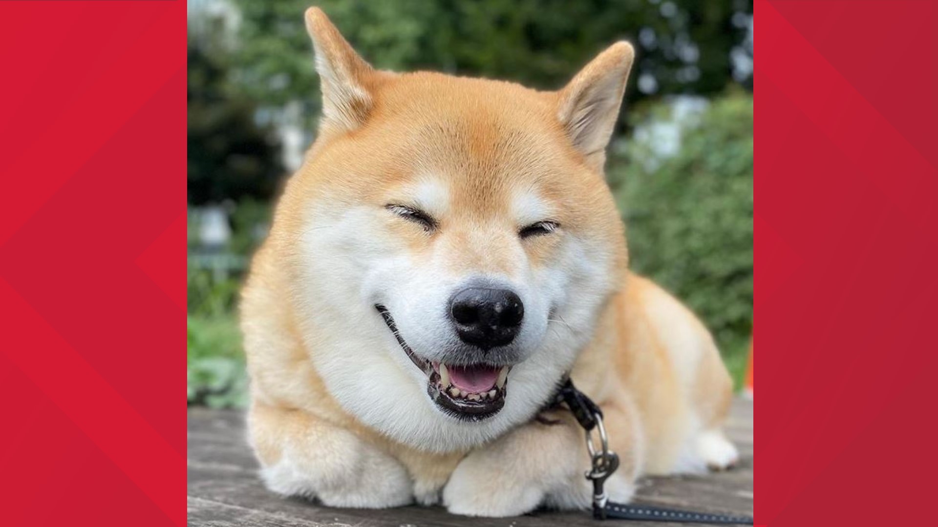 Maru: The forgotten dog now loved by millions | wthr.com