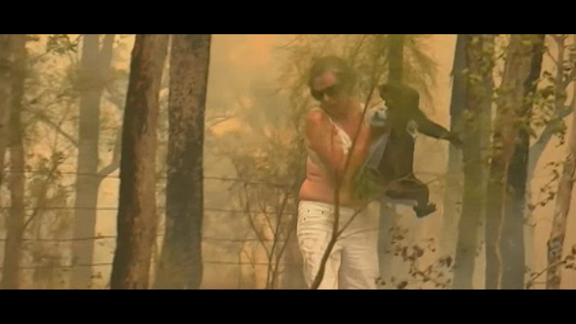 Burned koala, whose rescue from wildfire was caught on video, has died ...
