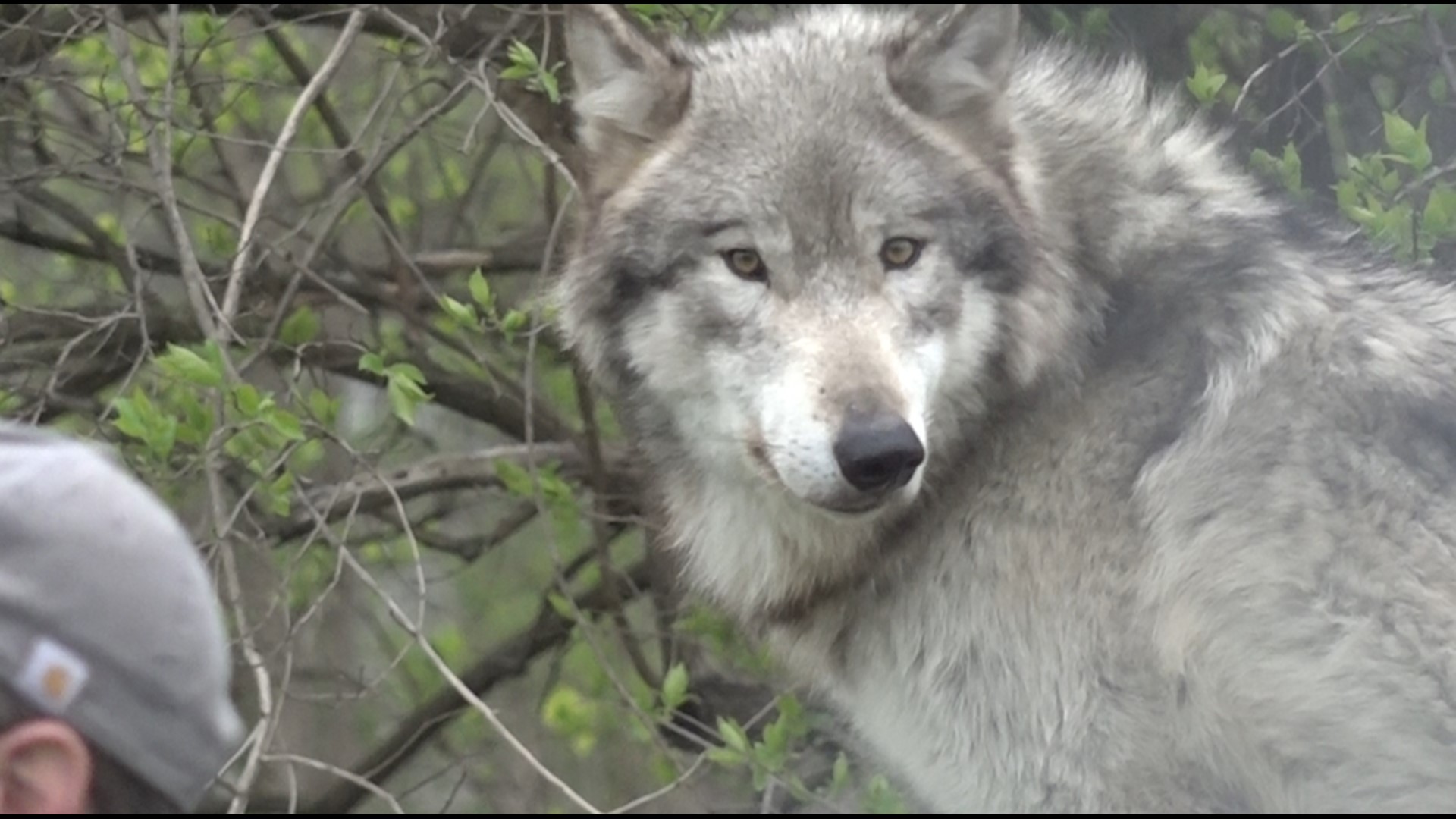 Wolf Park Turns 50 Years Old | wthr.com