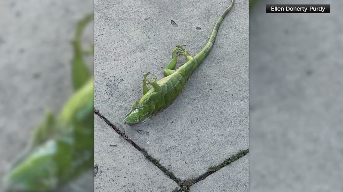 Cold weather in Florida results in iguanas falling from the trees ...