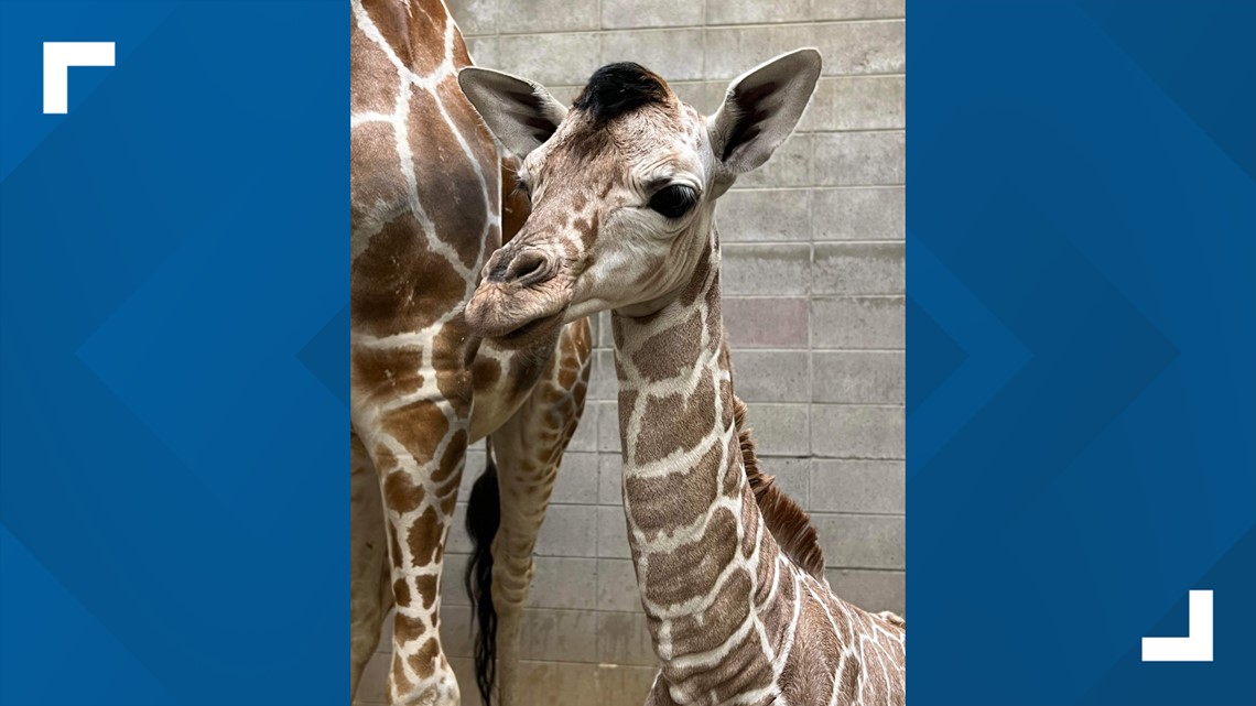 Baby giraffe born at Indianapolis Zoo | wthr.com