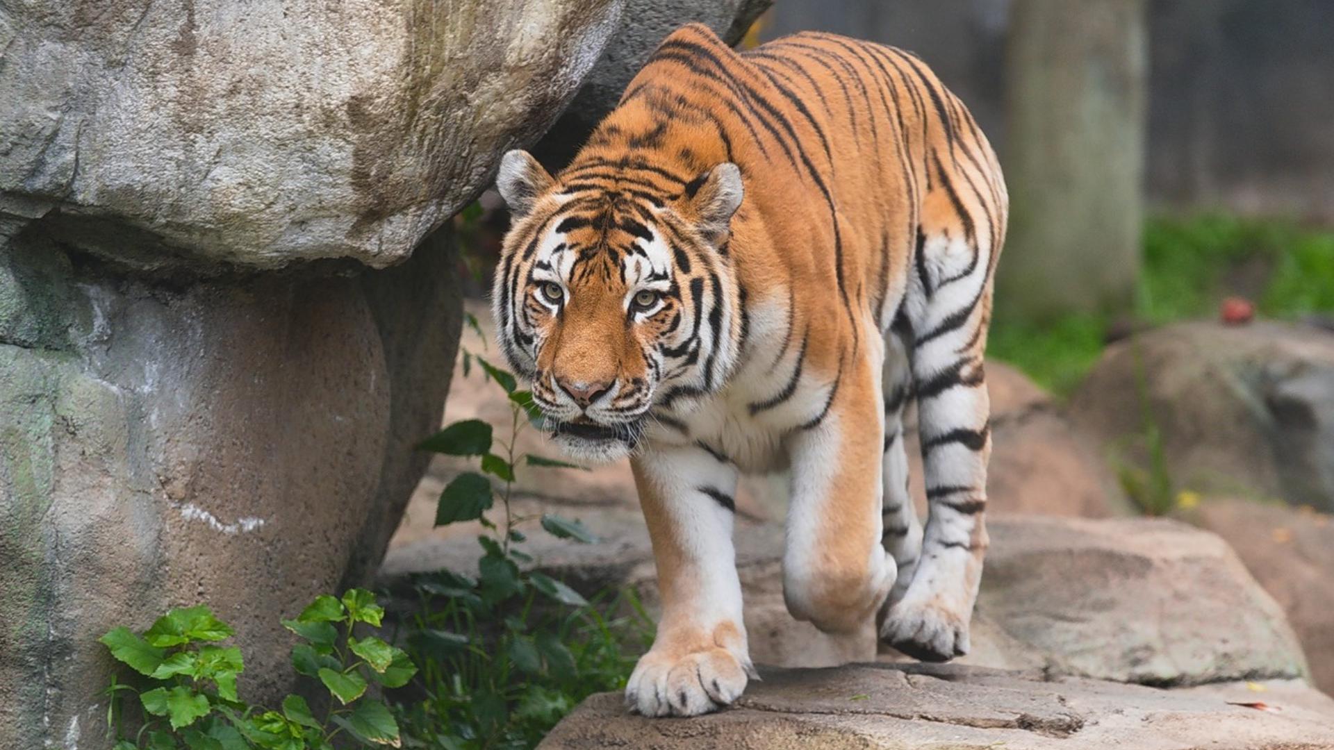 Indy Zoo's male tiger has died | wthr.com