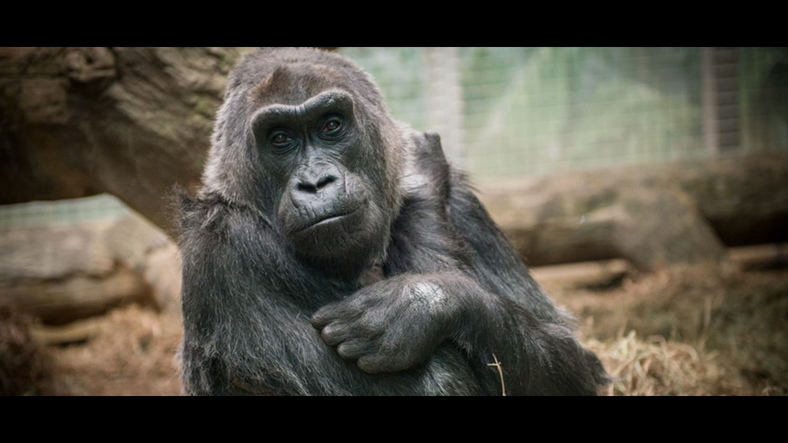 Columbus Zoo announces death of Colo, world's oldest zoo gorilla | wthr.com