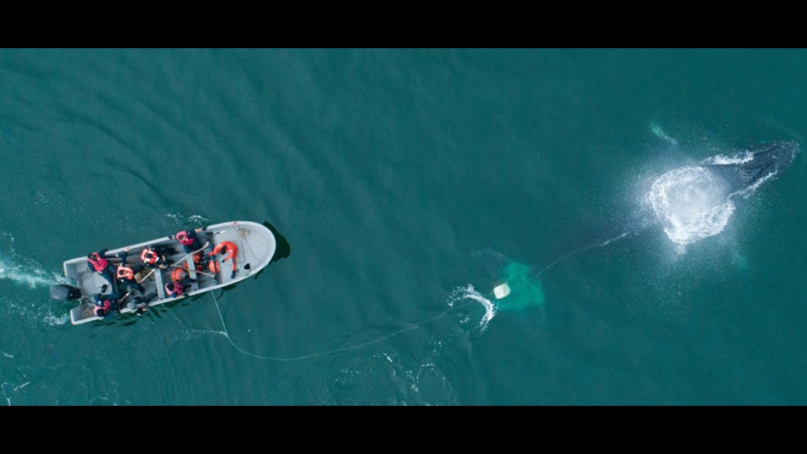 Dramatic video shows humpback whale rescued from fishing net | wthr.com