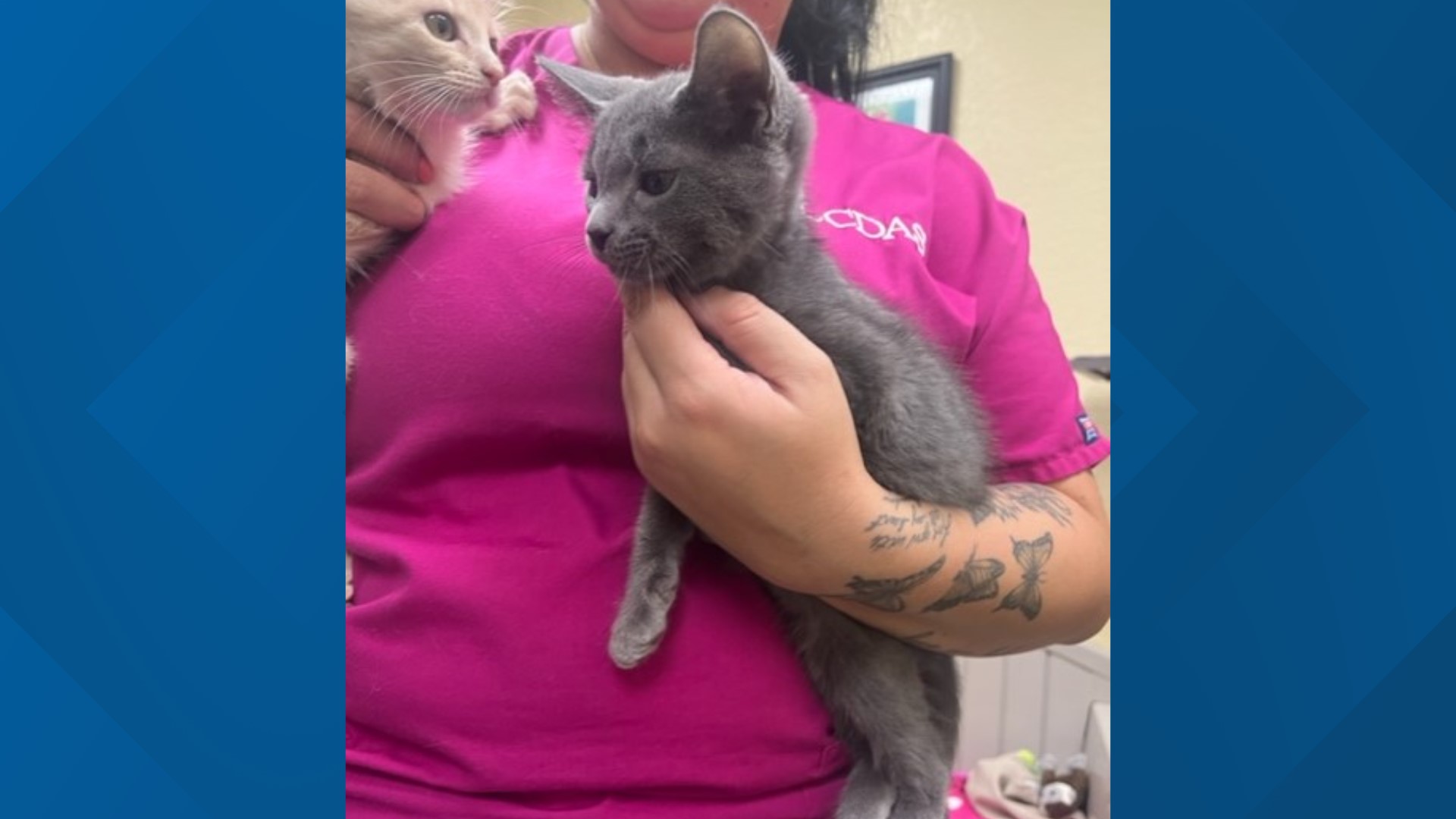 'Hurricane cats' rescued by Indiana women | wthr.com