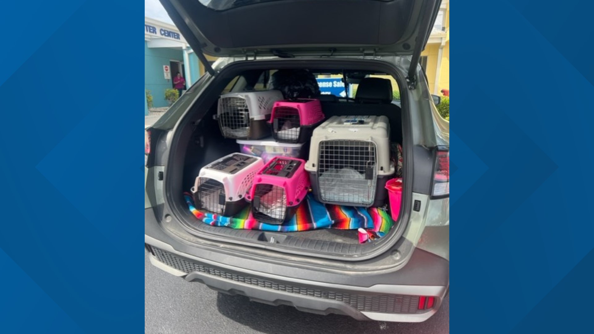 'Hurricane cats' rescued by Indiana women | wthr.com