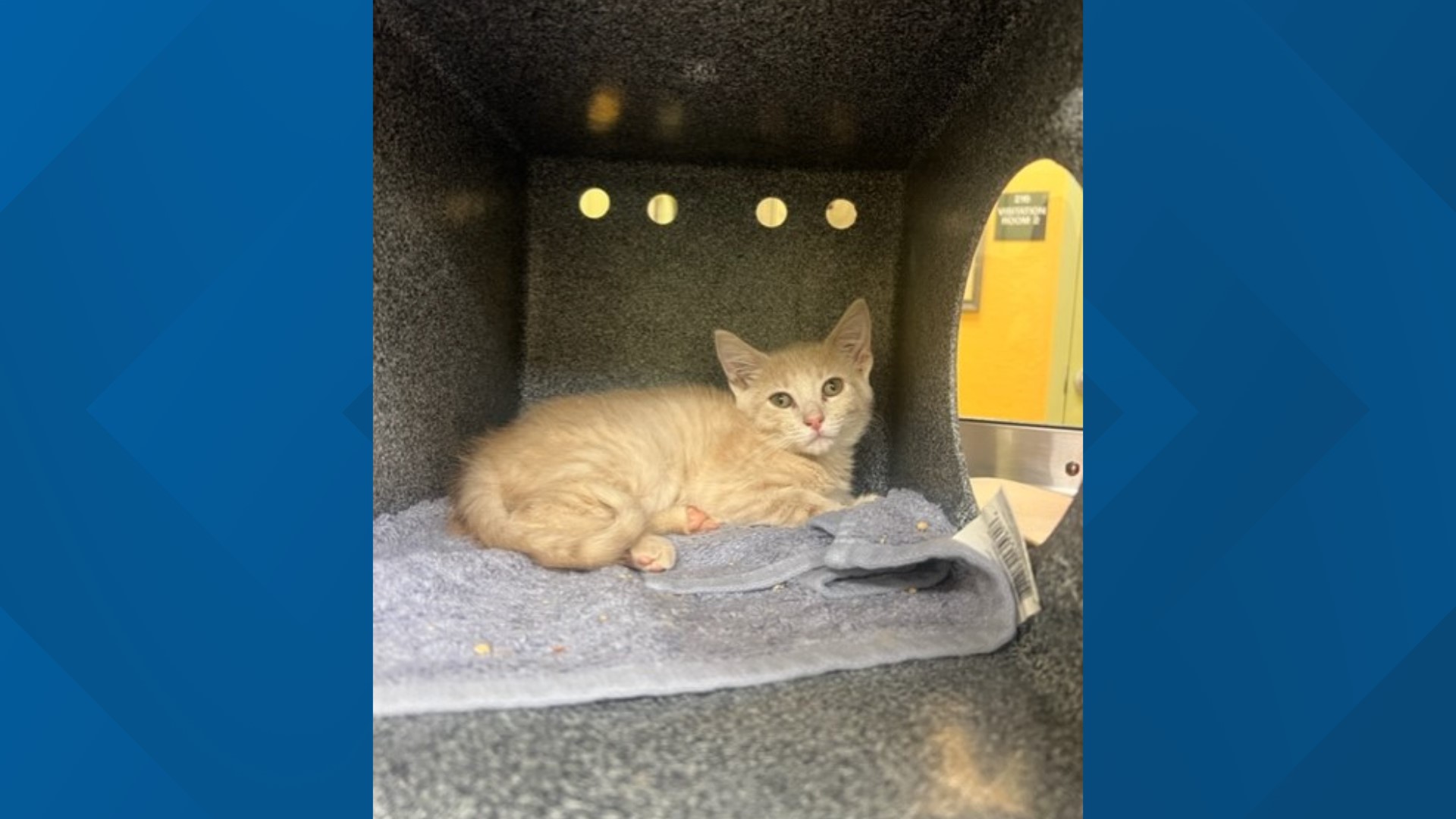 'Hurricane cats' rescued by Indiana women | wthr.com