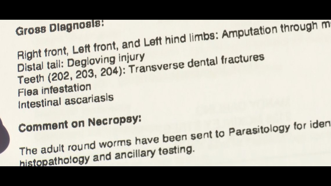 Necropsy says dog suffered amputation injuries, broken teeth | wthr.com