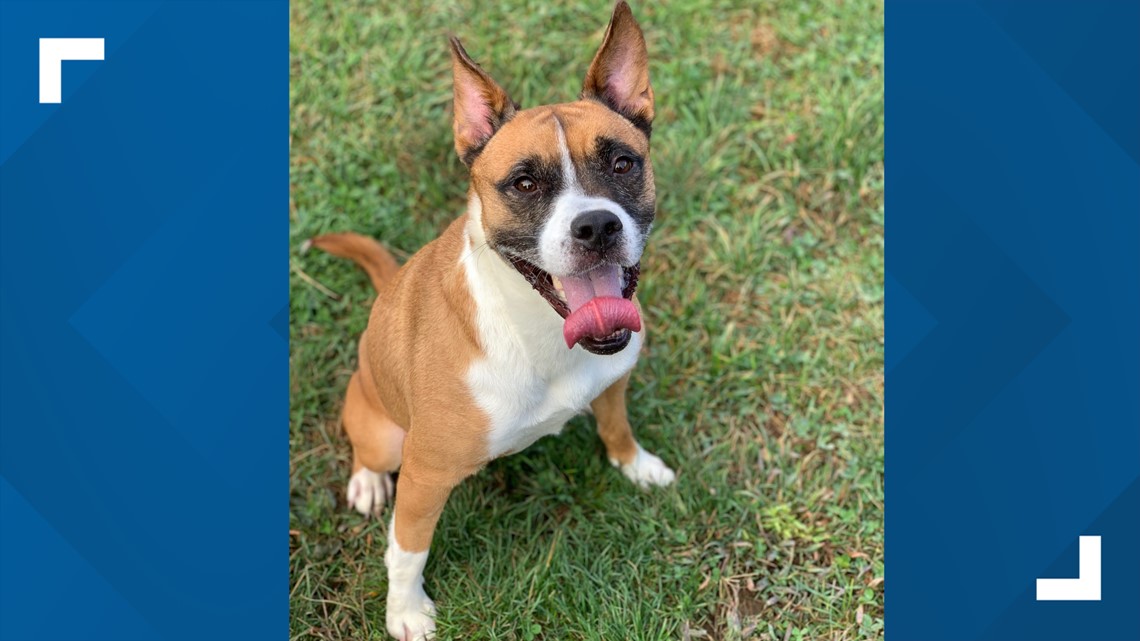 Plainfield police induct rescue dog as therapy, gun detection dog ...