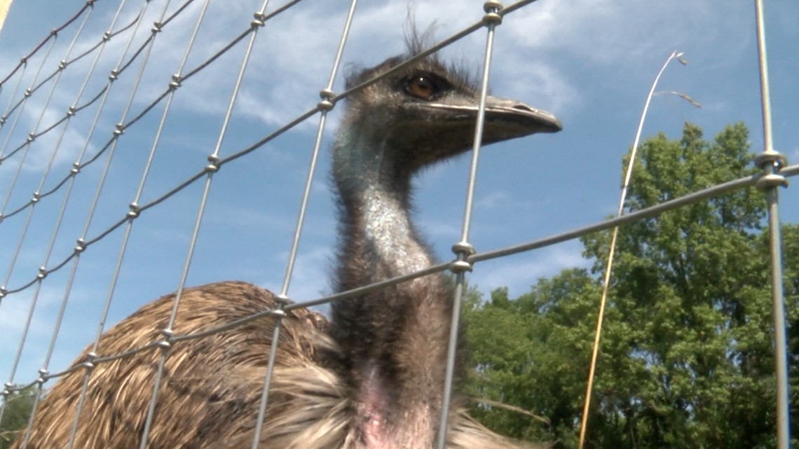 Escaped emu becomes local celebrity in western Indiana | wthr.com