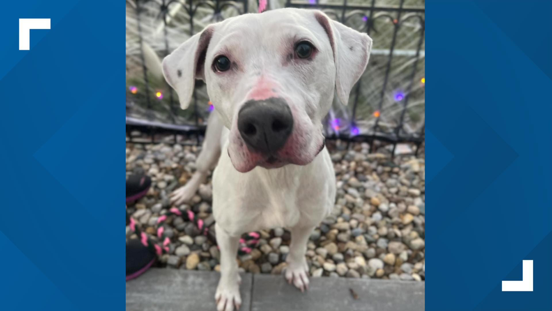 Pets of the Week: 12-27-2025 | wthr.com