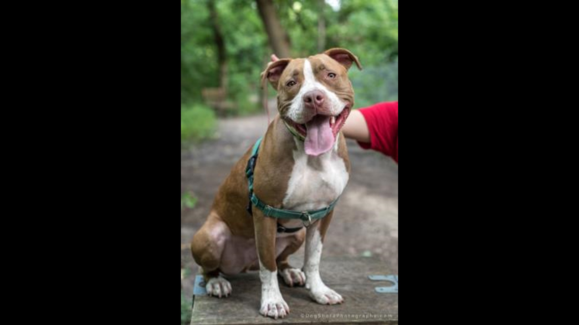 Humane Society of Indianapolis | wthr.com