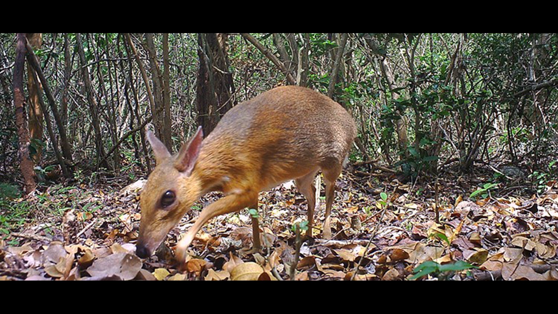 Fanged mouse-deer once thought to be extinct rediscovered in Vietnam ...