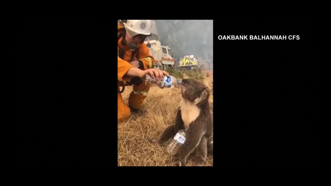 WATCH: Fireman gives koala water during Australia wildfire | wthr.com