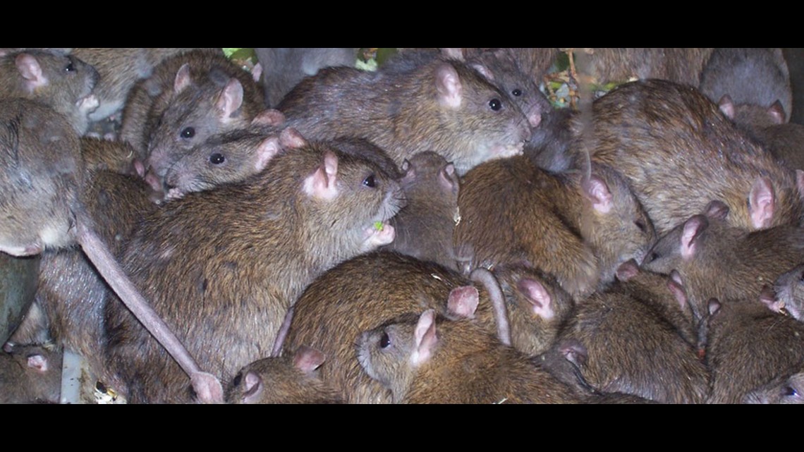 Indianapolis ranked 19th most rat-infested city | wthr.com