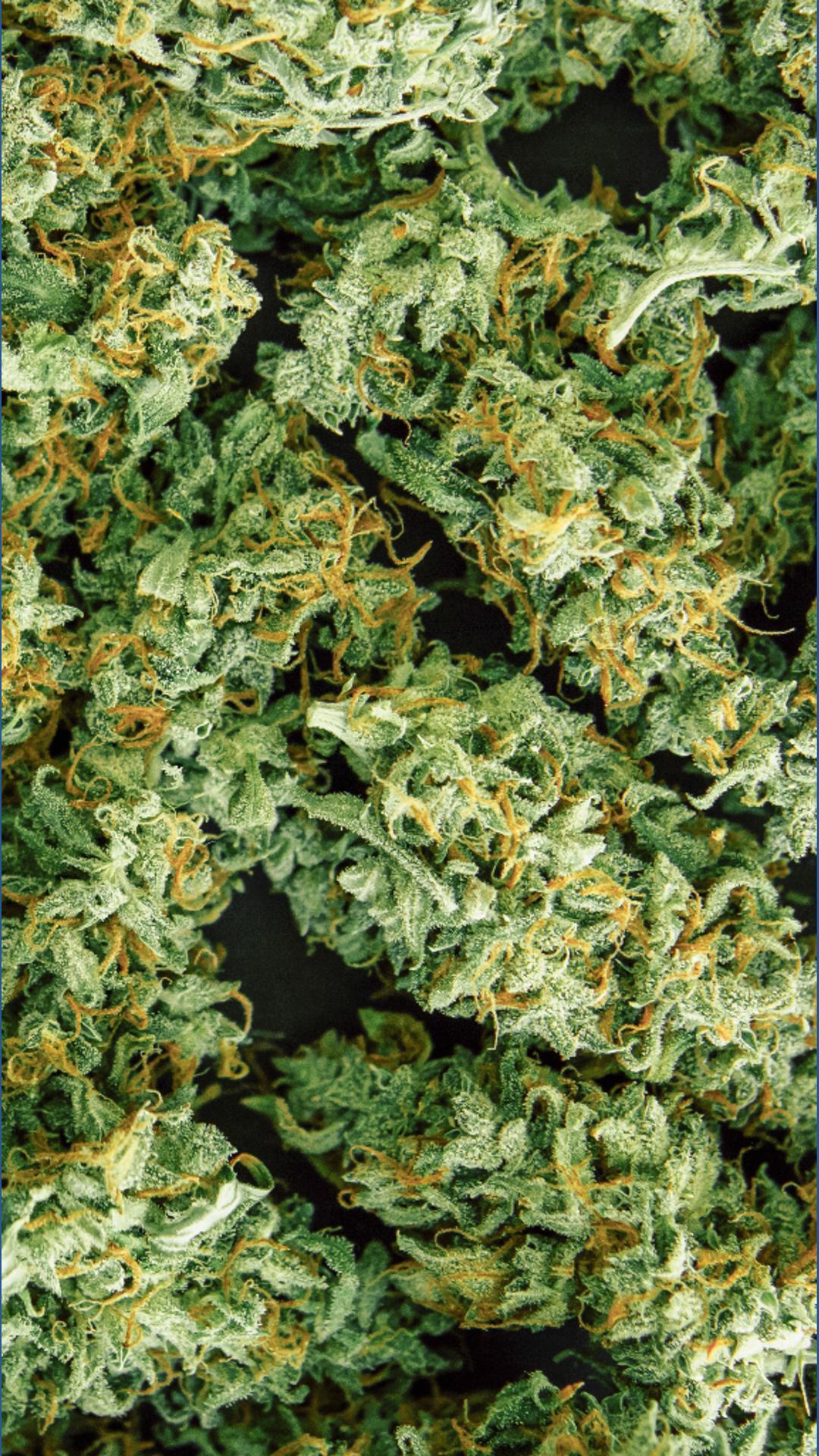 Local veterans hope federal move to reclassify marijuana will impact ...